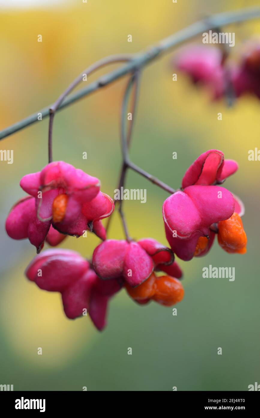 European spindle ( Euonymus europaeus Stock Photo - Alamy
