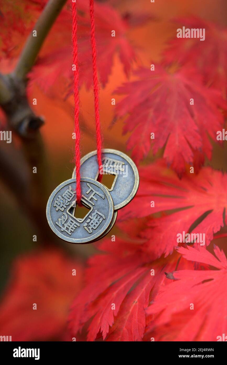 Chinese maple tree hi-res stock photography and images - Alamy