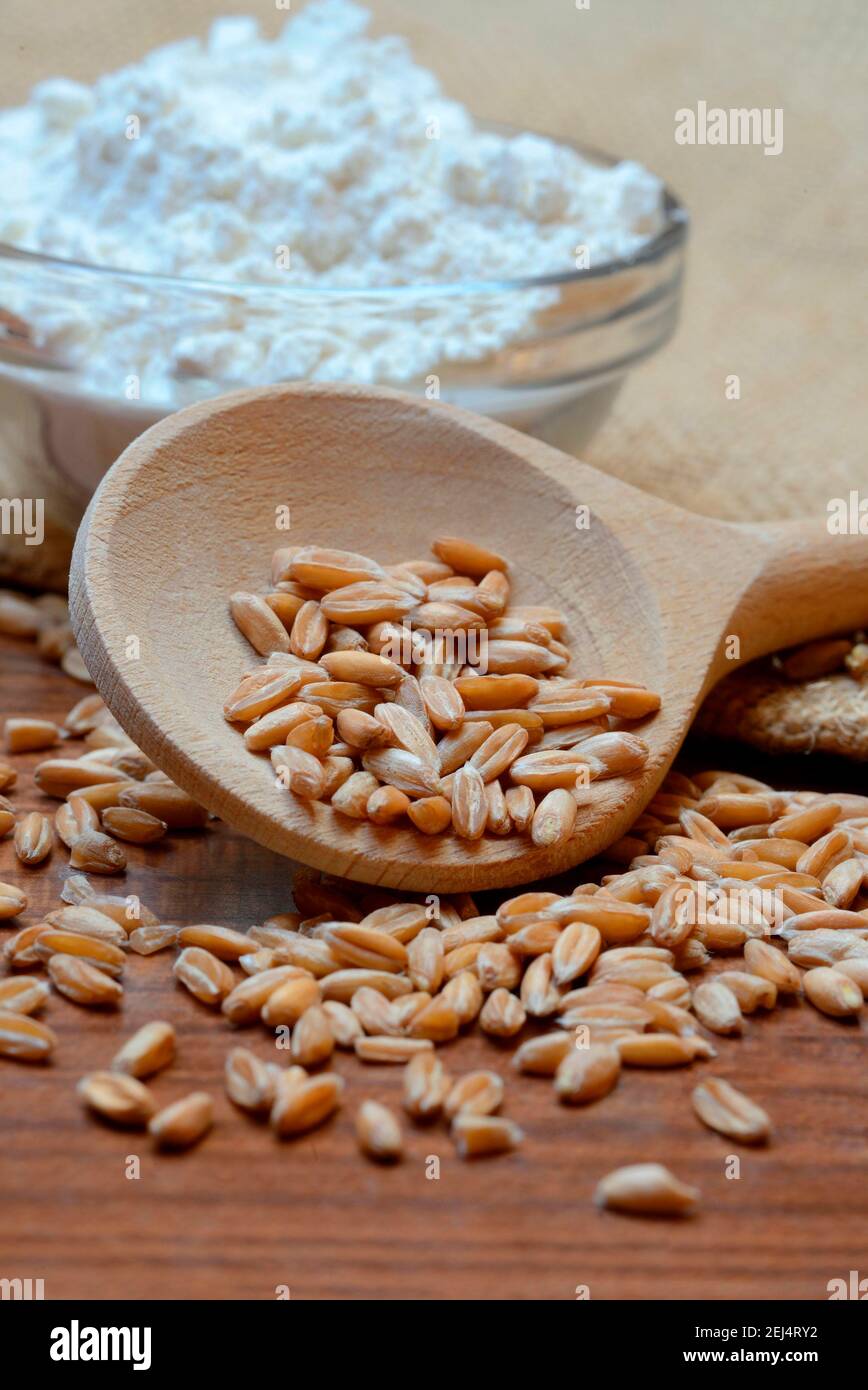 Dinkel wheat ( Triticum spelta) grains, grains, cereal grains Stock ...