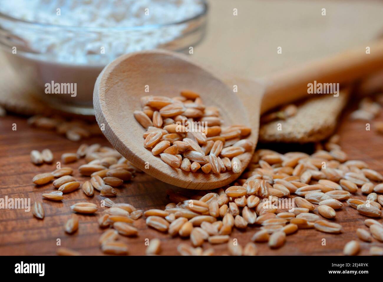 Dinkel wheat ( Triticum spelta) grains, grains, cereal grains Stock ...