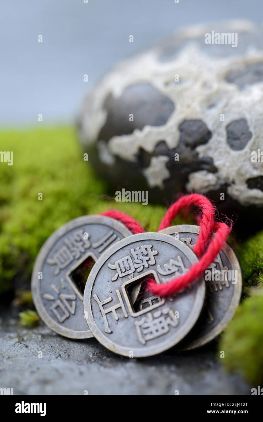 Chinese coin plant hi-res stock photography and images - Alamy