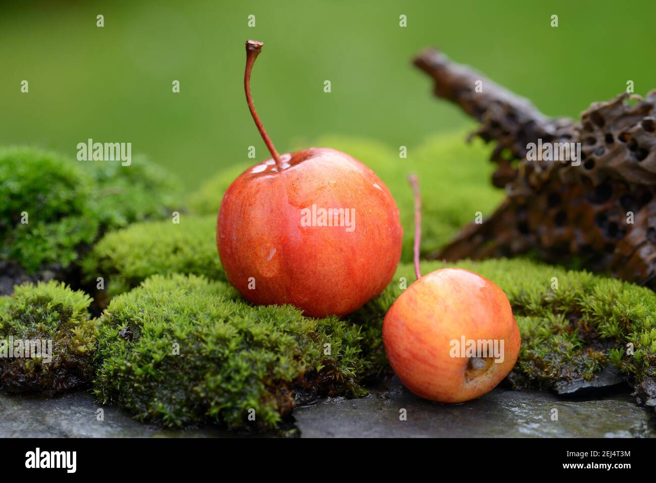 Two decorative apples in the moss, decorative apples ( Malus spec Stock ...
