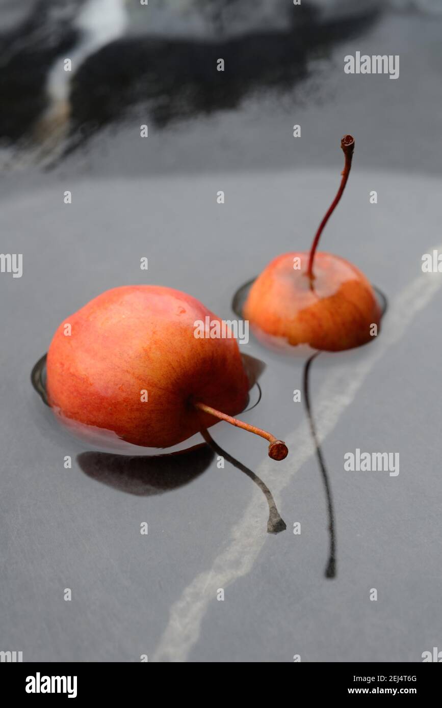 Two decorative apples in water, decorative apples ( Malus spec Stock ...