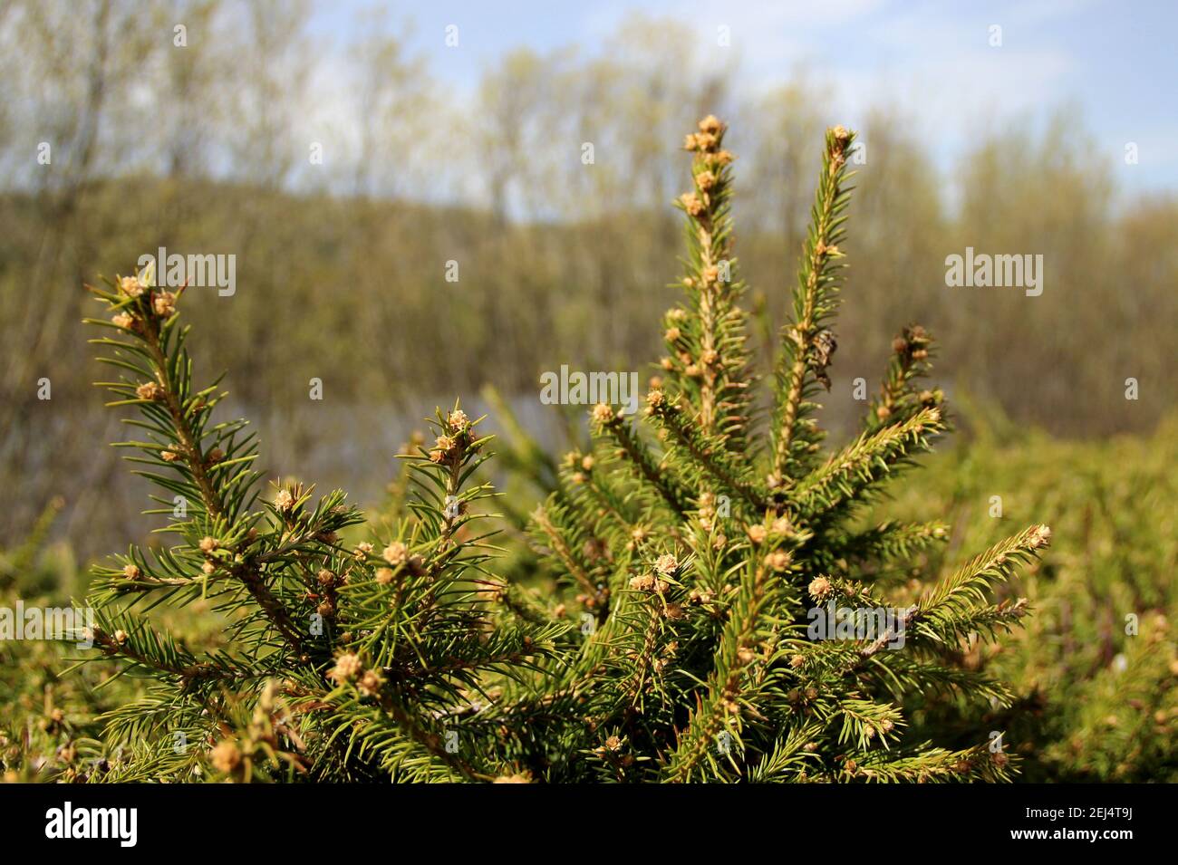 Conifer bud tree spring hi-res stock photography and images - Alamy