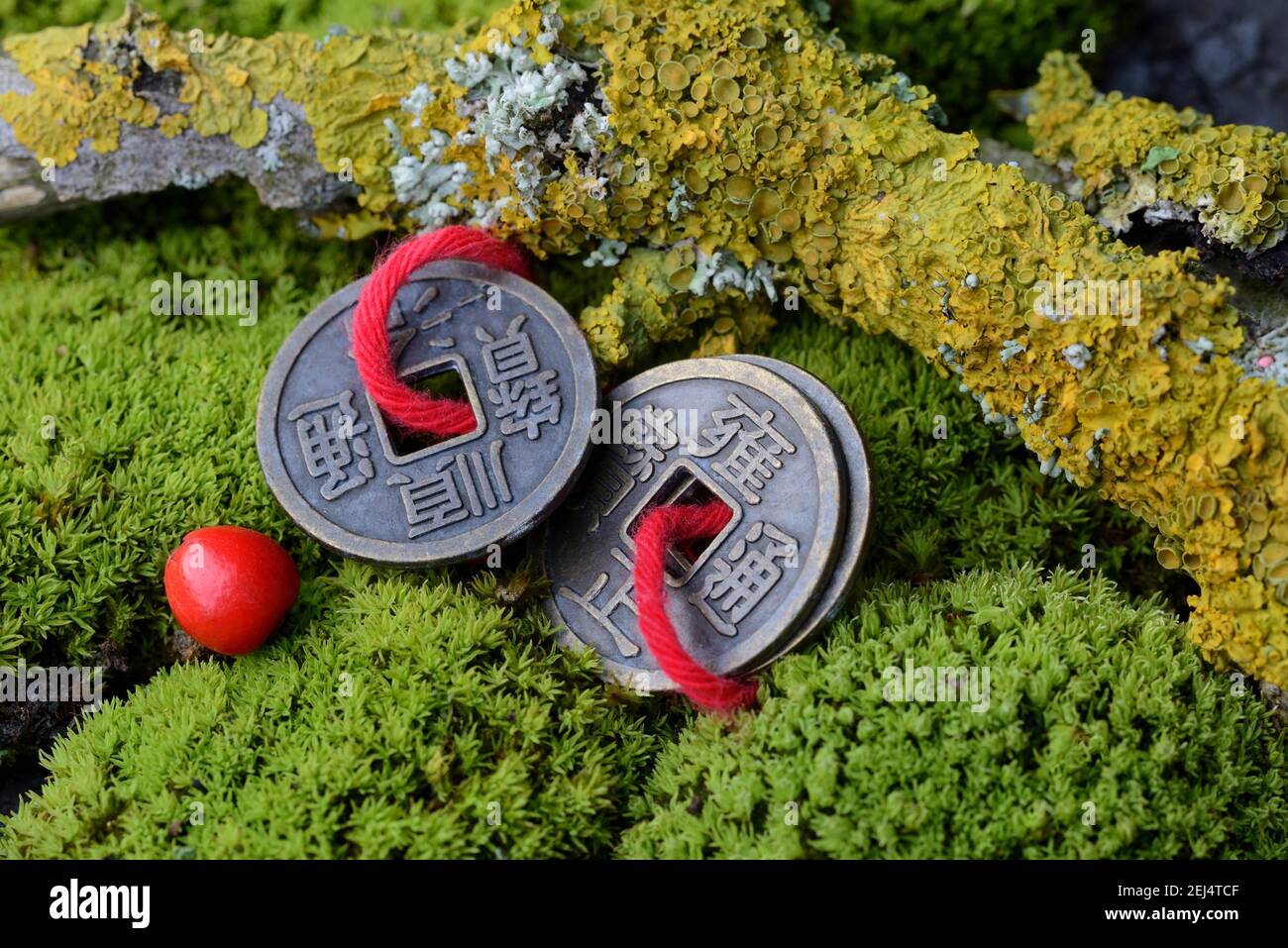 Lichen of asia hi-res stock photography and images - Alamy
