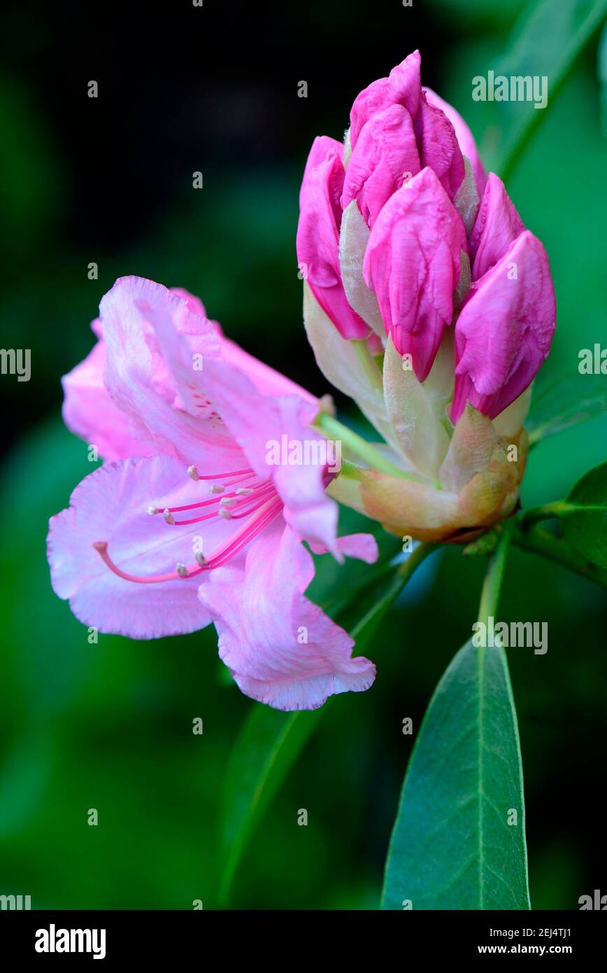 Pink Pearl' rising rhododendron flower ( griffithianum hybrid Stock ...
