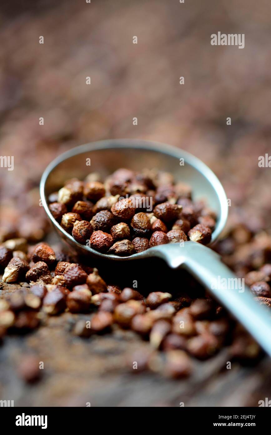 Aframomum melegueta hi-res stock photography and images - Alamy