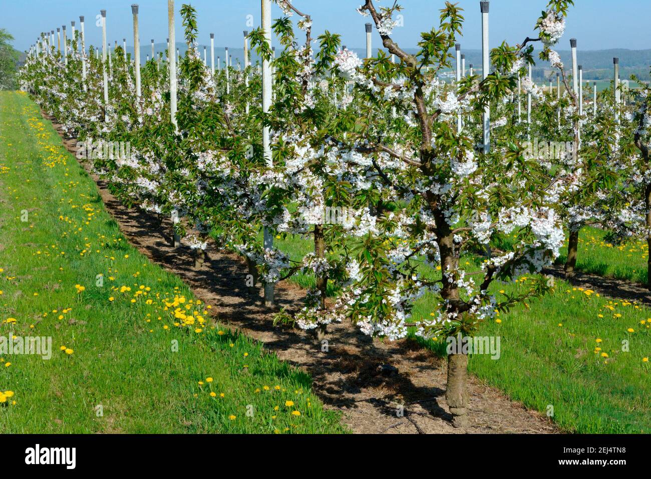 Cherry trees on trellis Stock Photo - Alamy