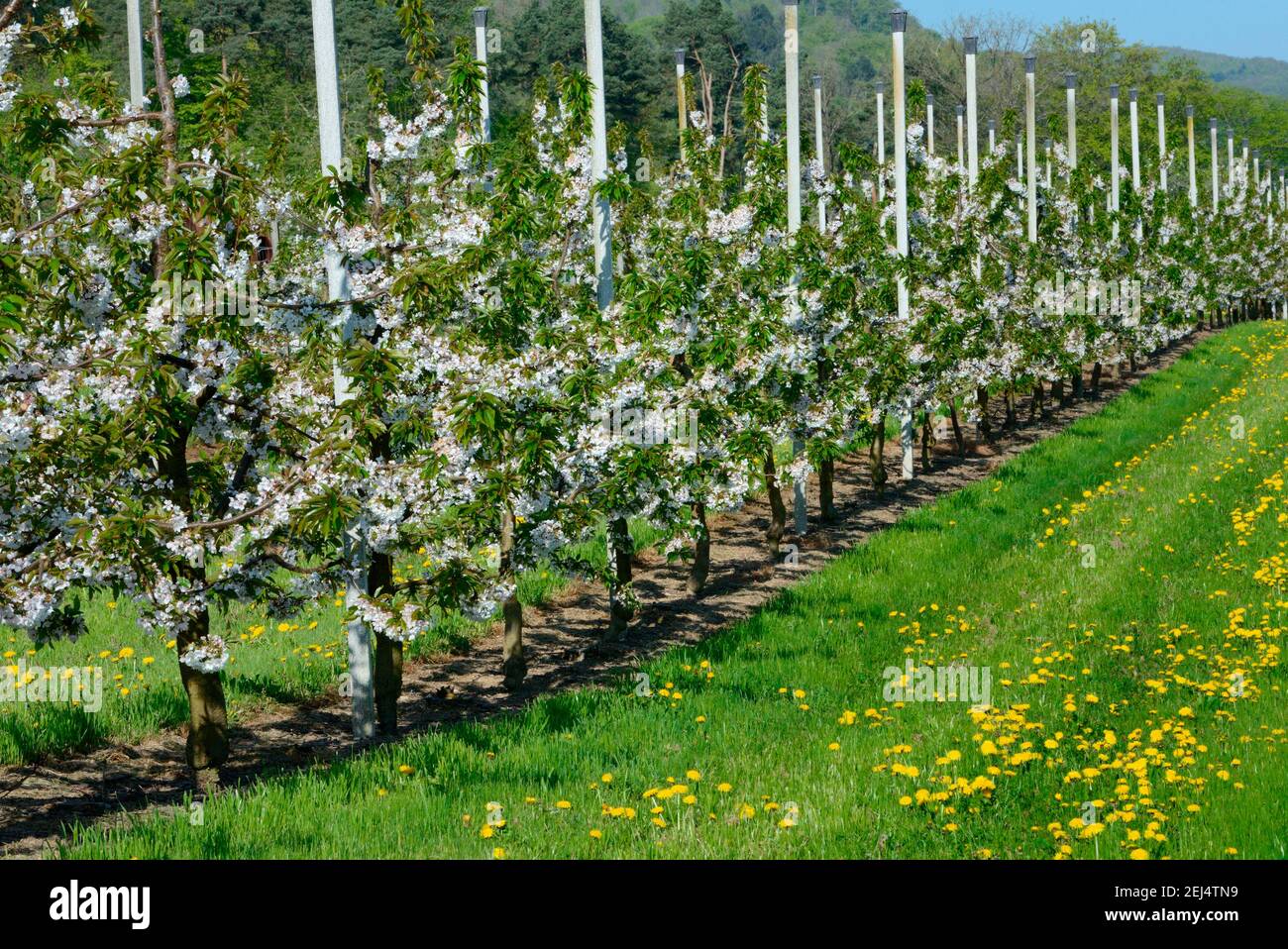 Cherry Orchard Trellis