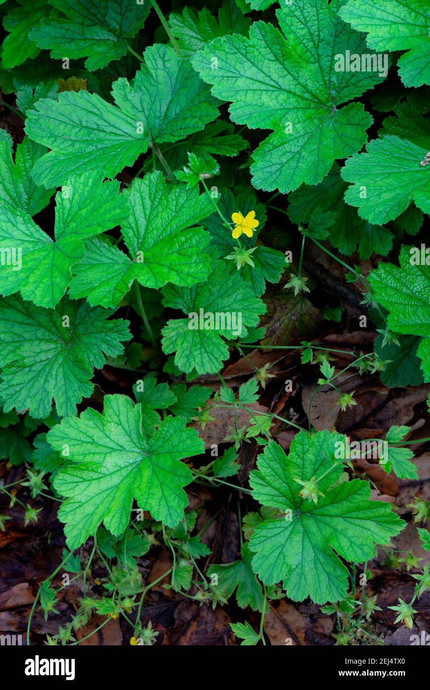Wattled Leaf Tree ( Waldsteinia geoides Stock Photo - Alamy