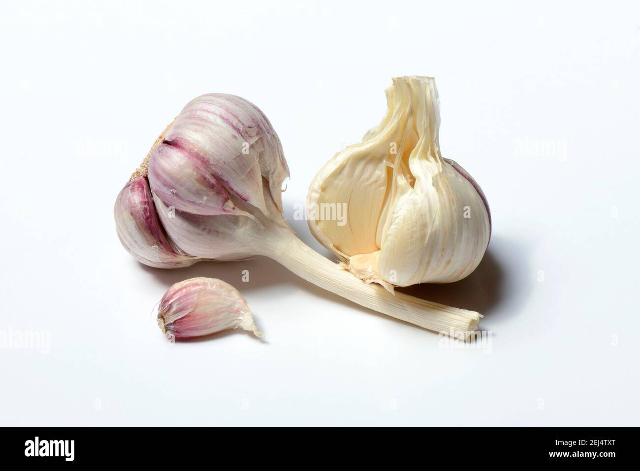 Garlic (Allium sativum Stock Photo - Alamy