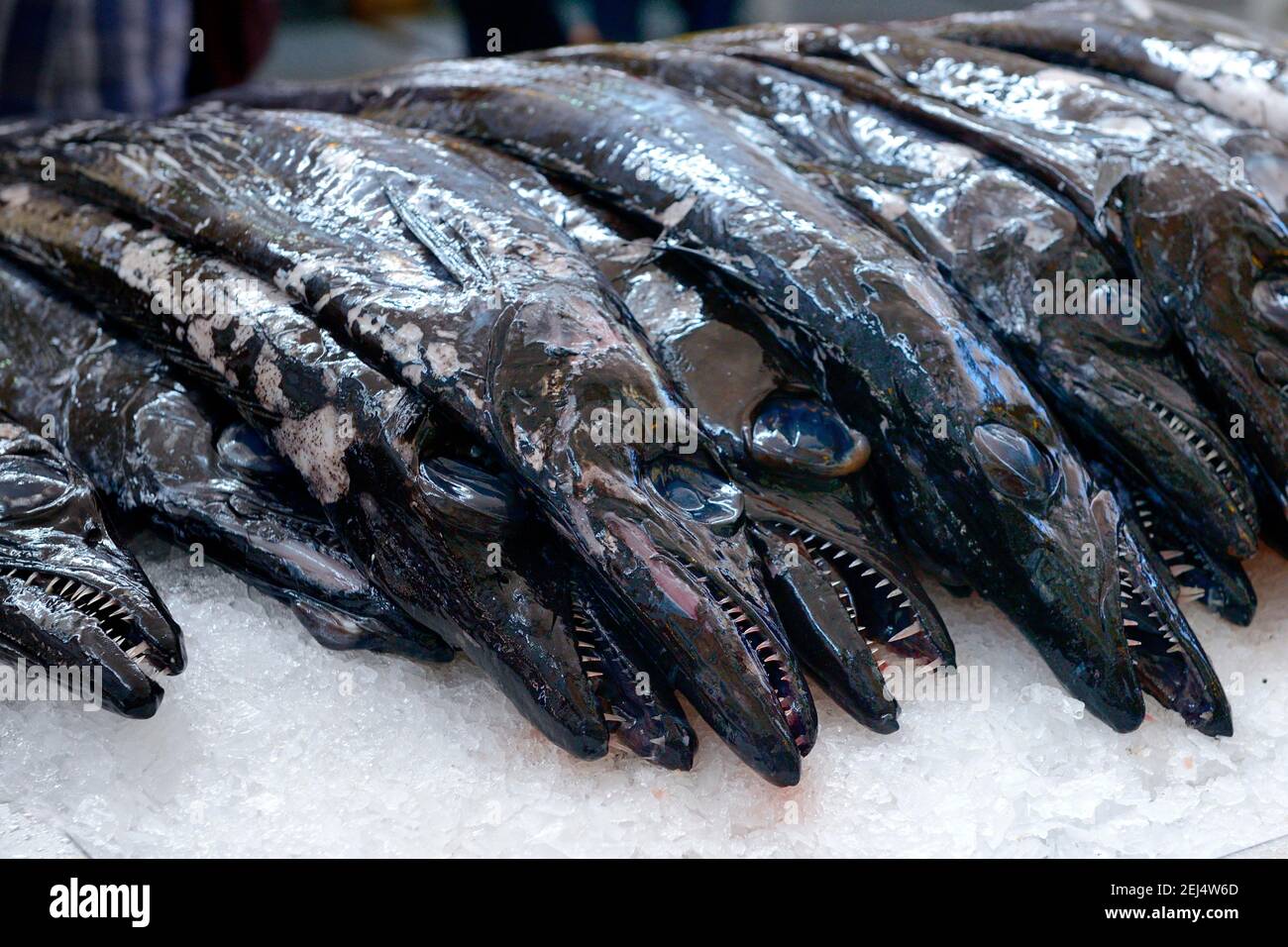 Black scabbardfish ( Aphanopus carbo) Fish stand, market hall in ...