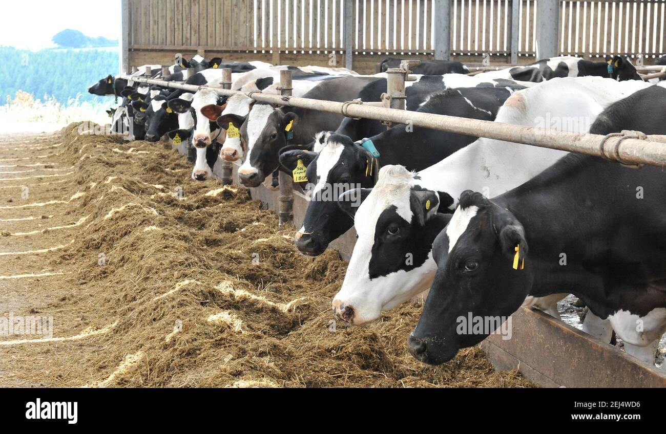 heifers in cubicle house Stock Photo - Alamy