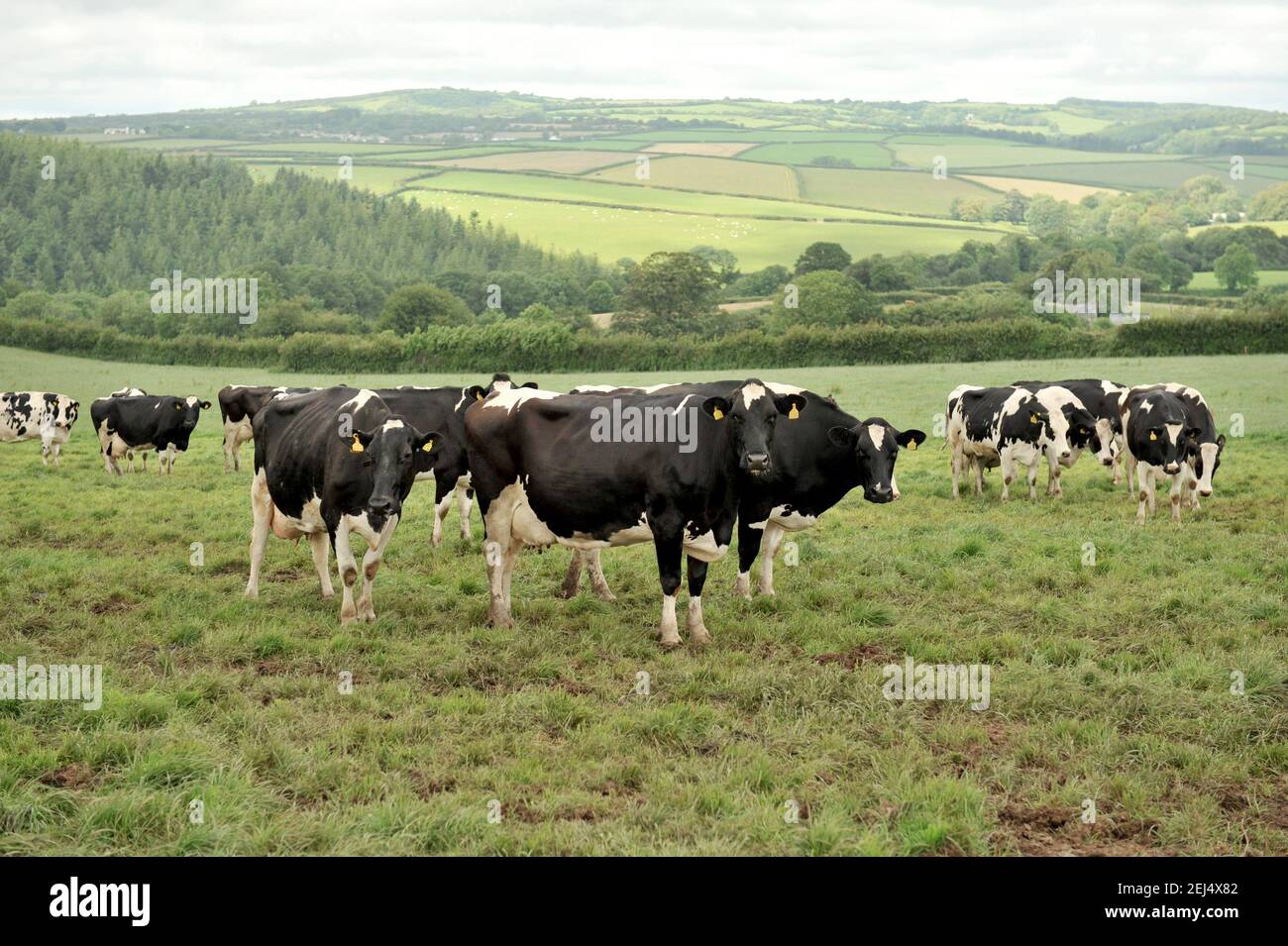 dairy cattle in a field Stock Photo - Alamy