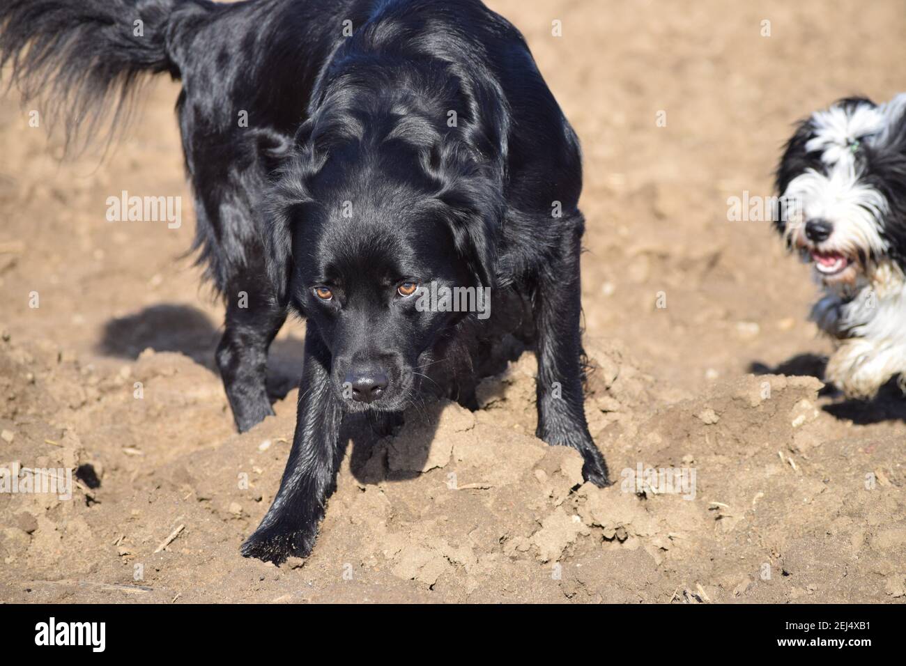 a big Dog has Respect for a smaller One Stock Photo - Alamy