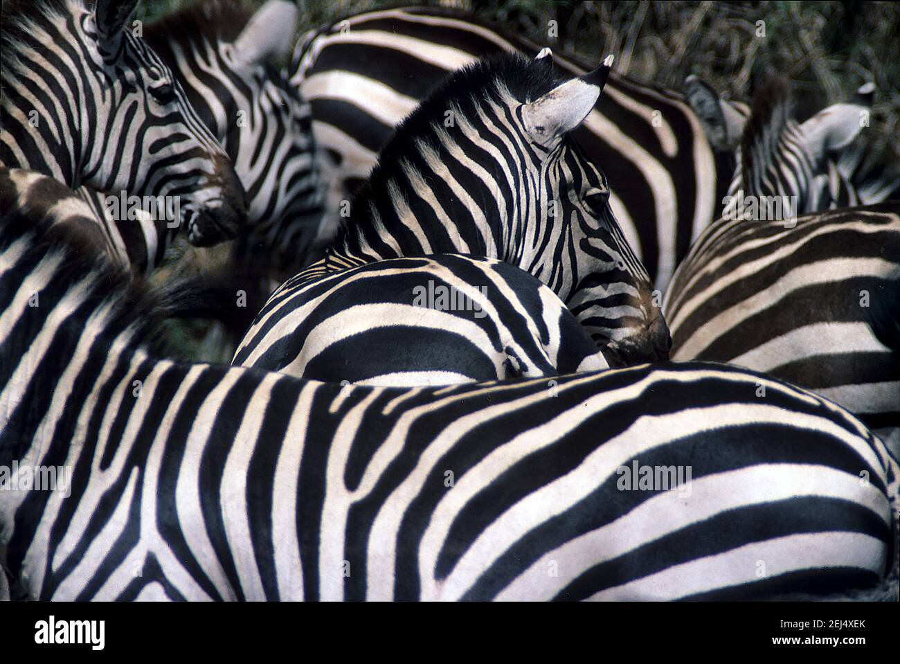 Annual zebra migration hi-res stock photography and images - Alamy