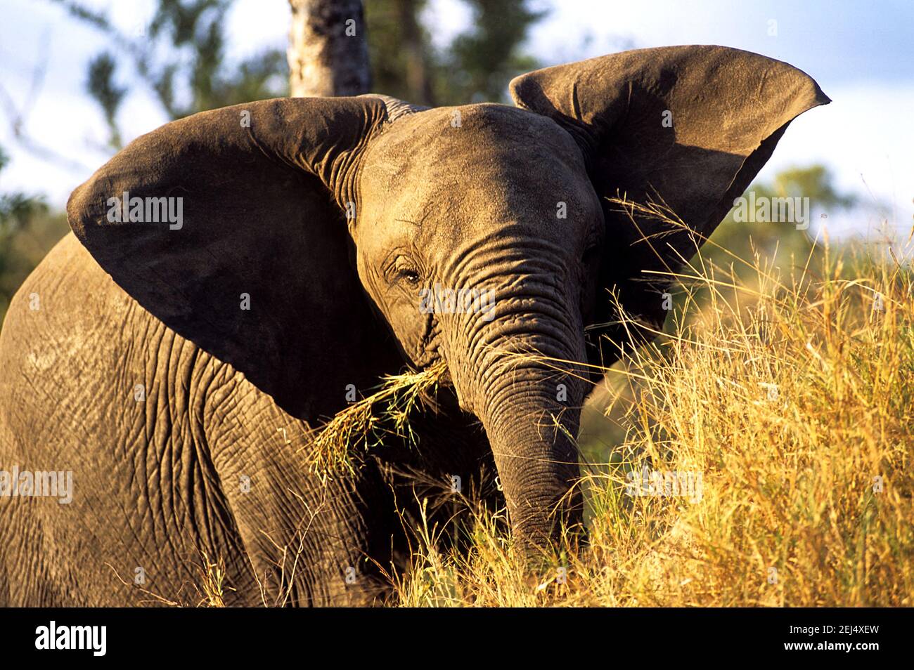Cute little african baby elephant hi-res stock photography and images ...