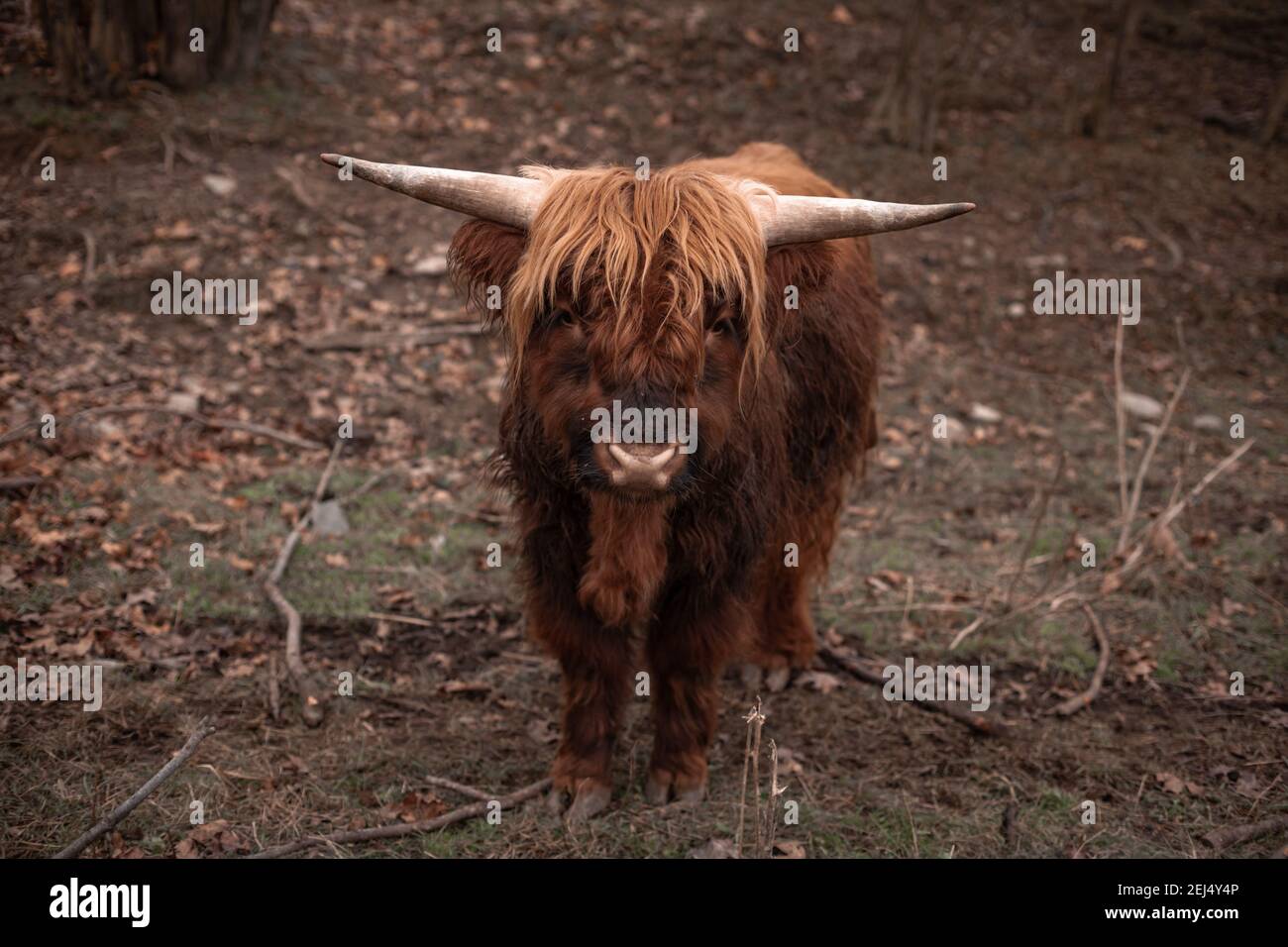 Black yak bos mutus hi-res stock photography and images - Alamy