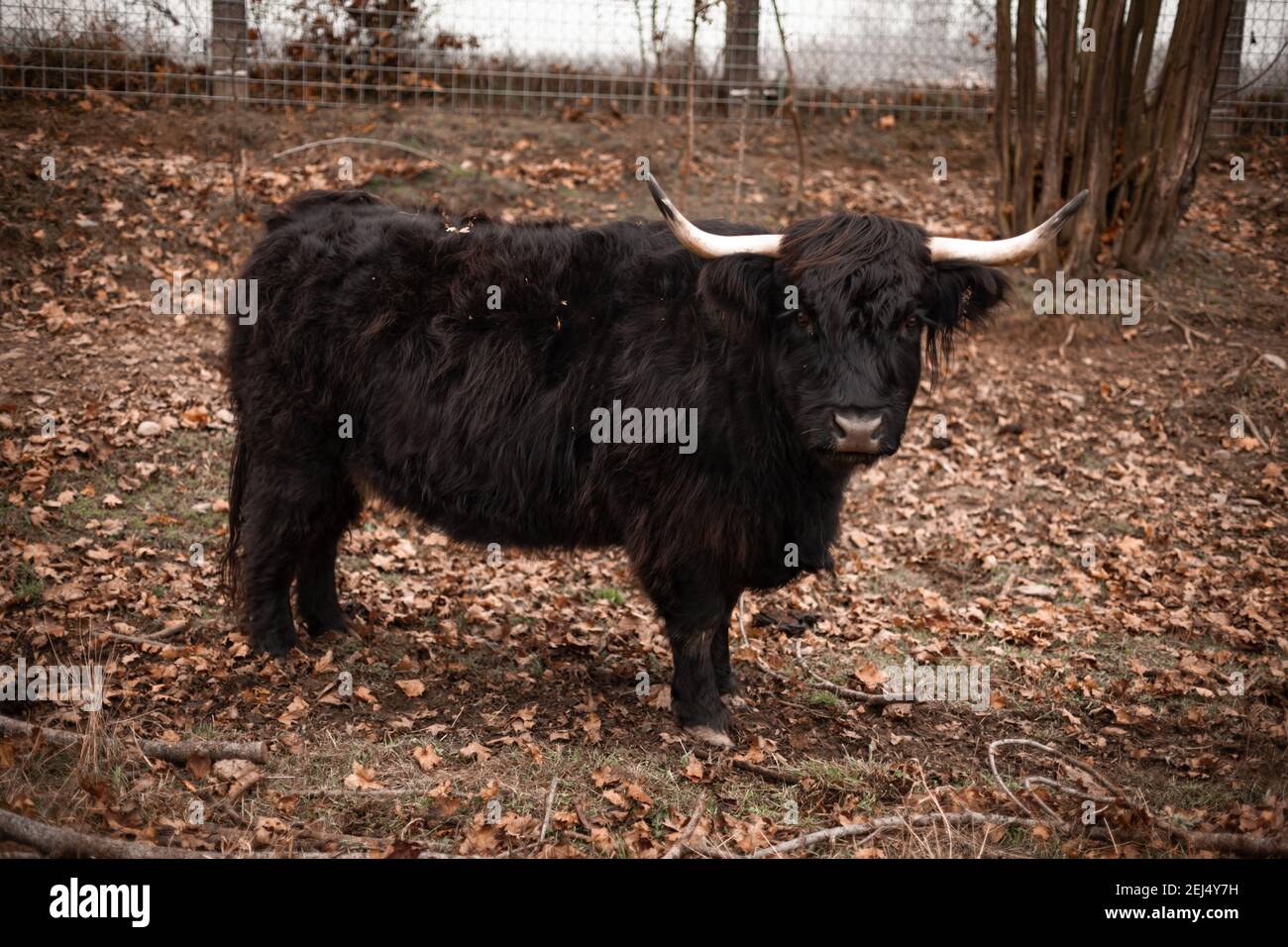 Black yak bos mutus hi-res stock photography and images - Alamy
