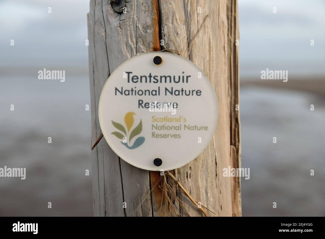 Tentsmuir national nature reserve sign with logo on natural wooden post ...