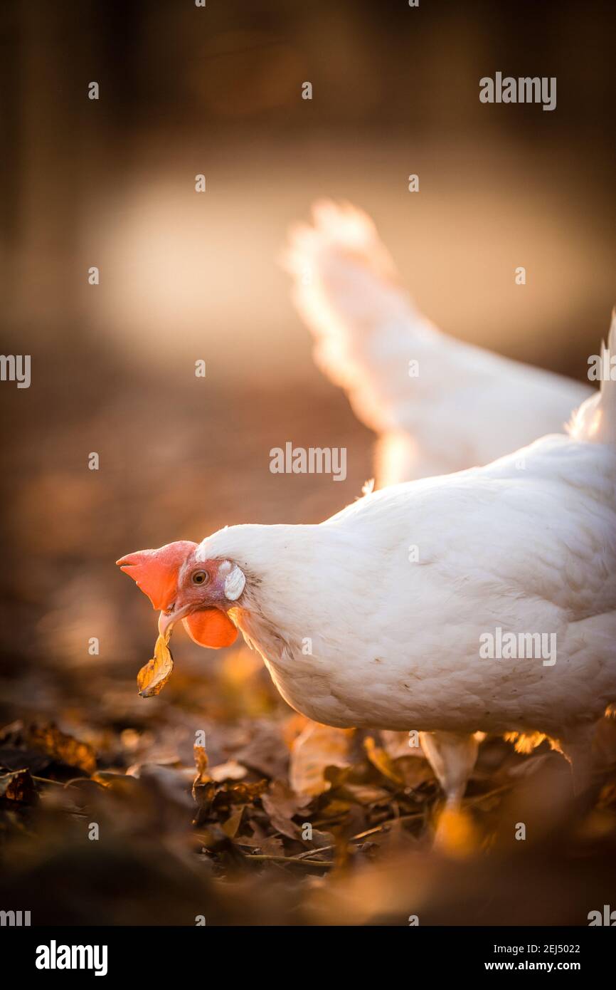 Hens in a farmyard (Gallus gallus domesticus Stock Photo - Alamy