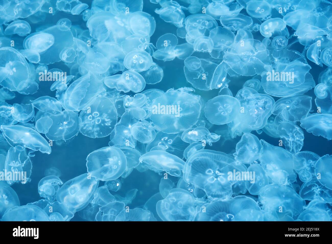 natural background - many jellyfish in blue sea water Stock Photo - Alamy