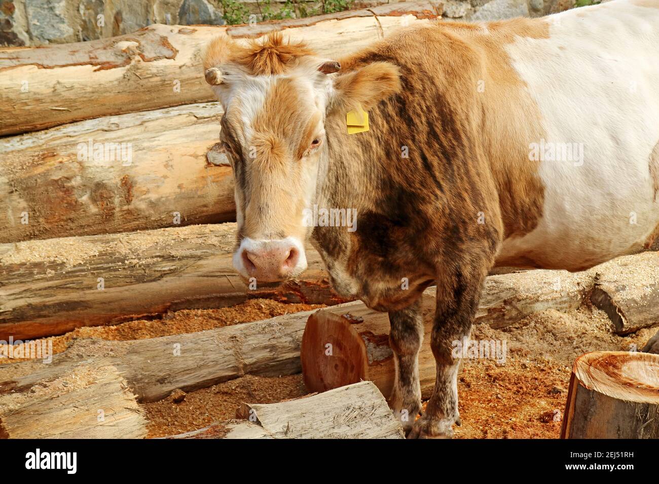 Brown Free Range Cow Found near the Barn with Pile of Logs for Firewood ...
