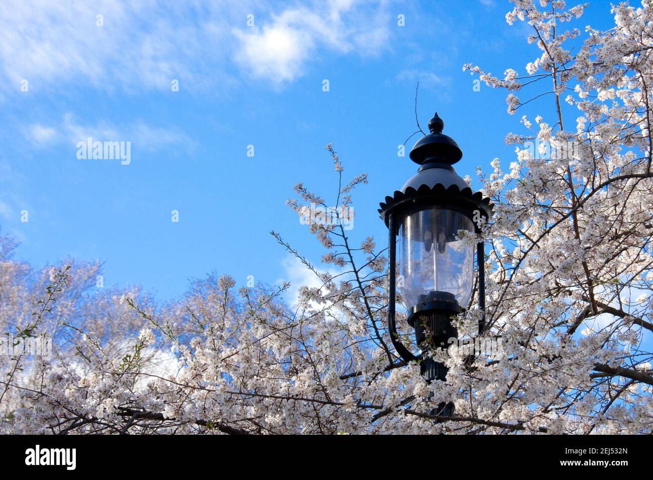 Brook blossoms hi-res stock photography and images - Alamy