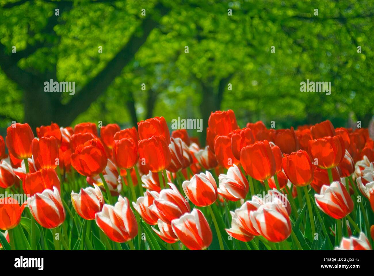 Low Angle View of Tulips in City Park, Ottawa, Ontario, Canada Stock ...
