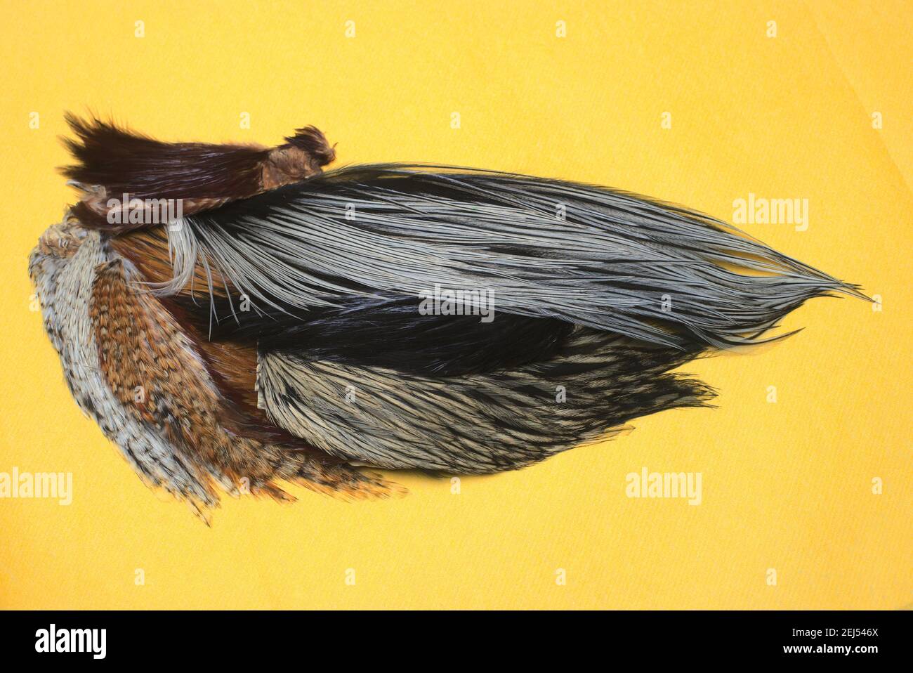 Differents kinds of rooster feathers, for tying fishing flies Stock ...