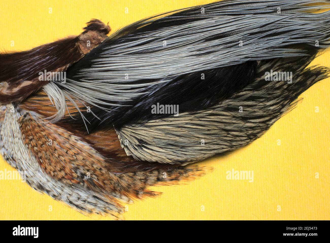 Differents kinds of rooster feathers, for tying fishing flies Stock ...