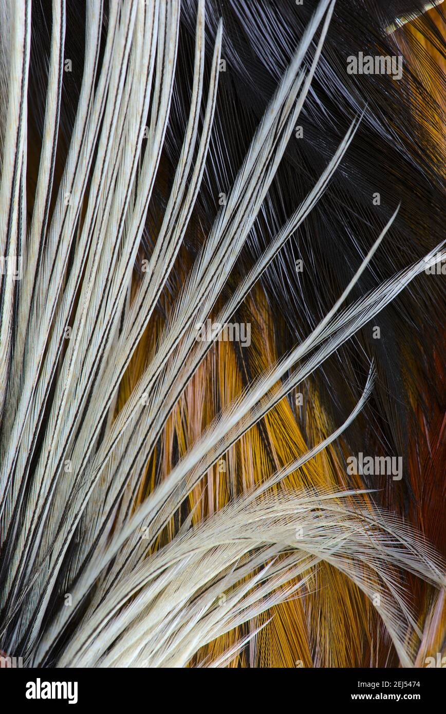 Texture, composition with different kinds of rooster feathers close-up ...