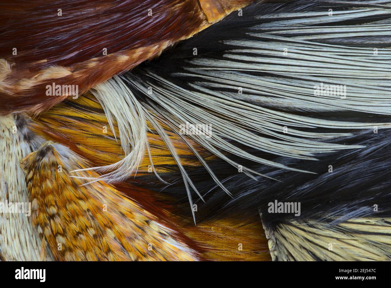 Texture, composition with different kinds of rooster feathers close-up ...