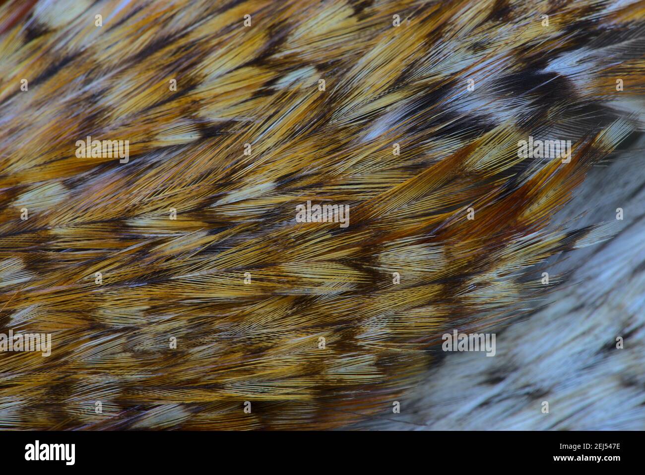 Texture, composition with different kinds of rooster feathers close-up ...