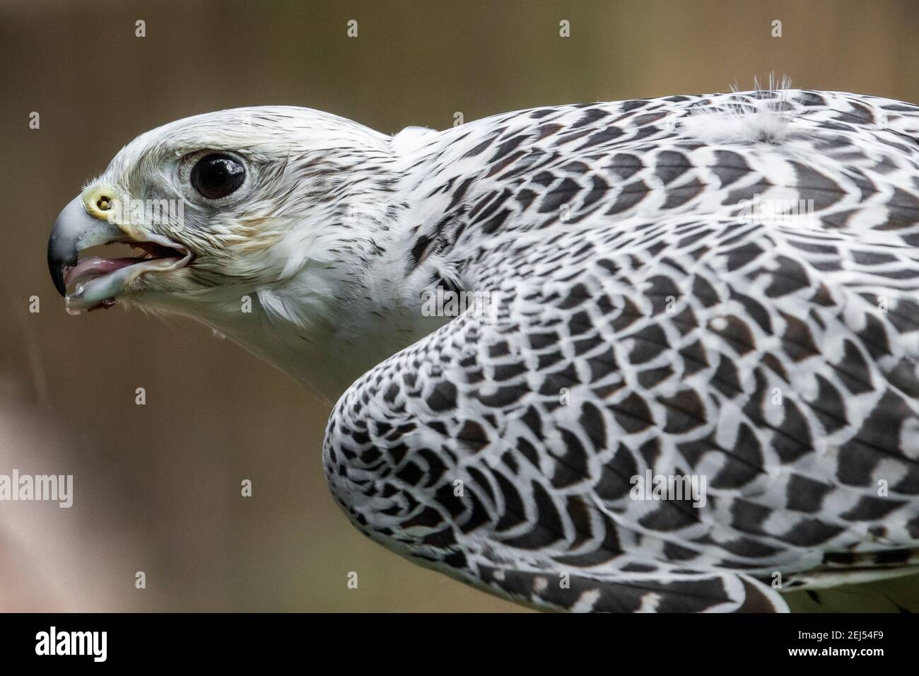 Black gyrfalcon falco rusticolus hi-res stock photography and images ...