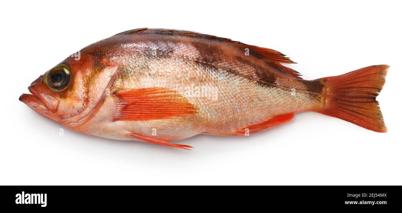 goldeye rockfish isolated on white background Stock Photo - Alamy