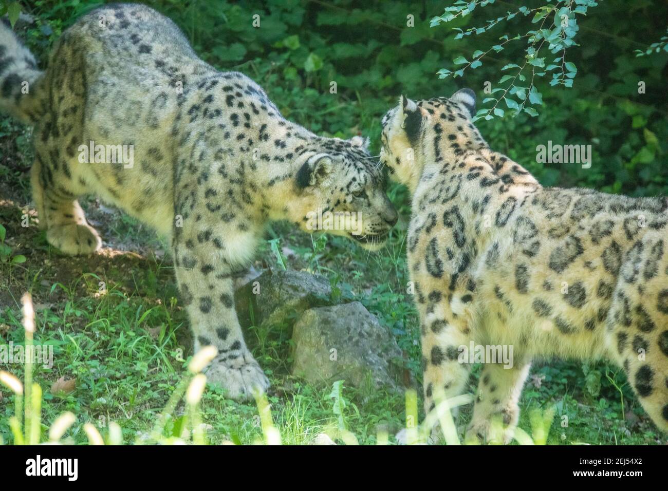 Snow leopard sichuan cina panthera uncia Stock Photo - Alamy