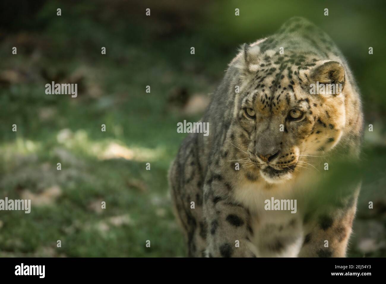 Snow leopard sichuan cina panthera uncia Stock Photo - Alamy