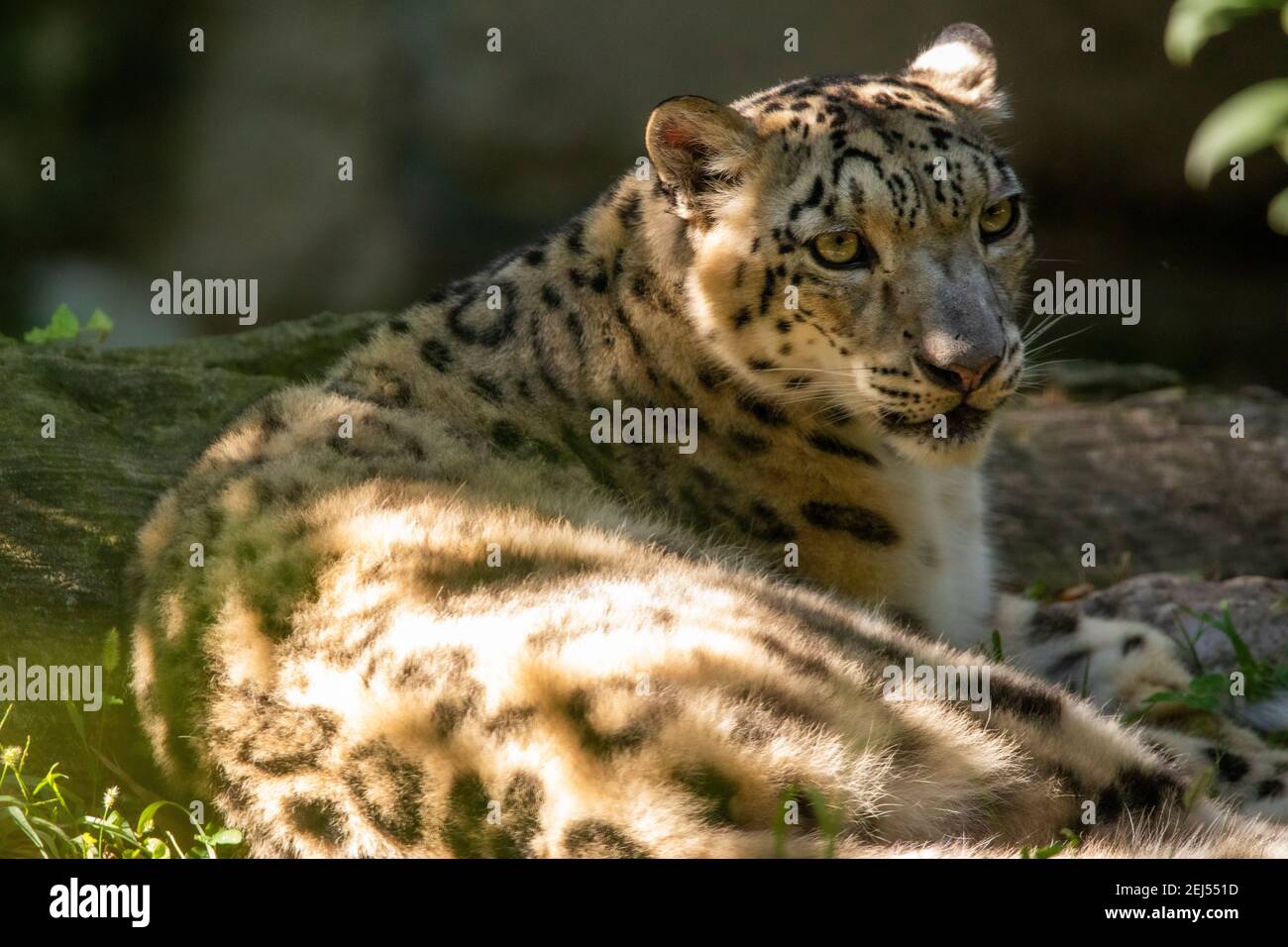 Snow leopard sichuan cina panthera uncia Stock Photo - Alamy