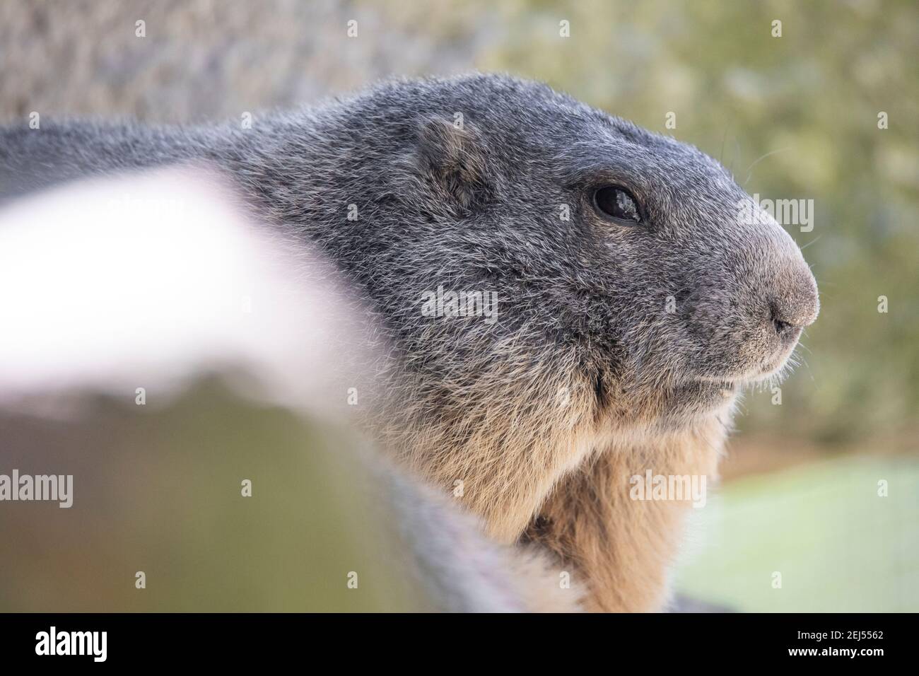 Marmotte High Resolution Stock Photography and Images - Alamy