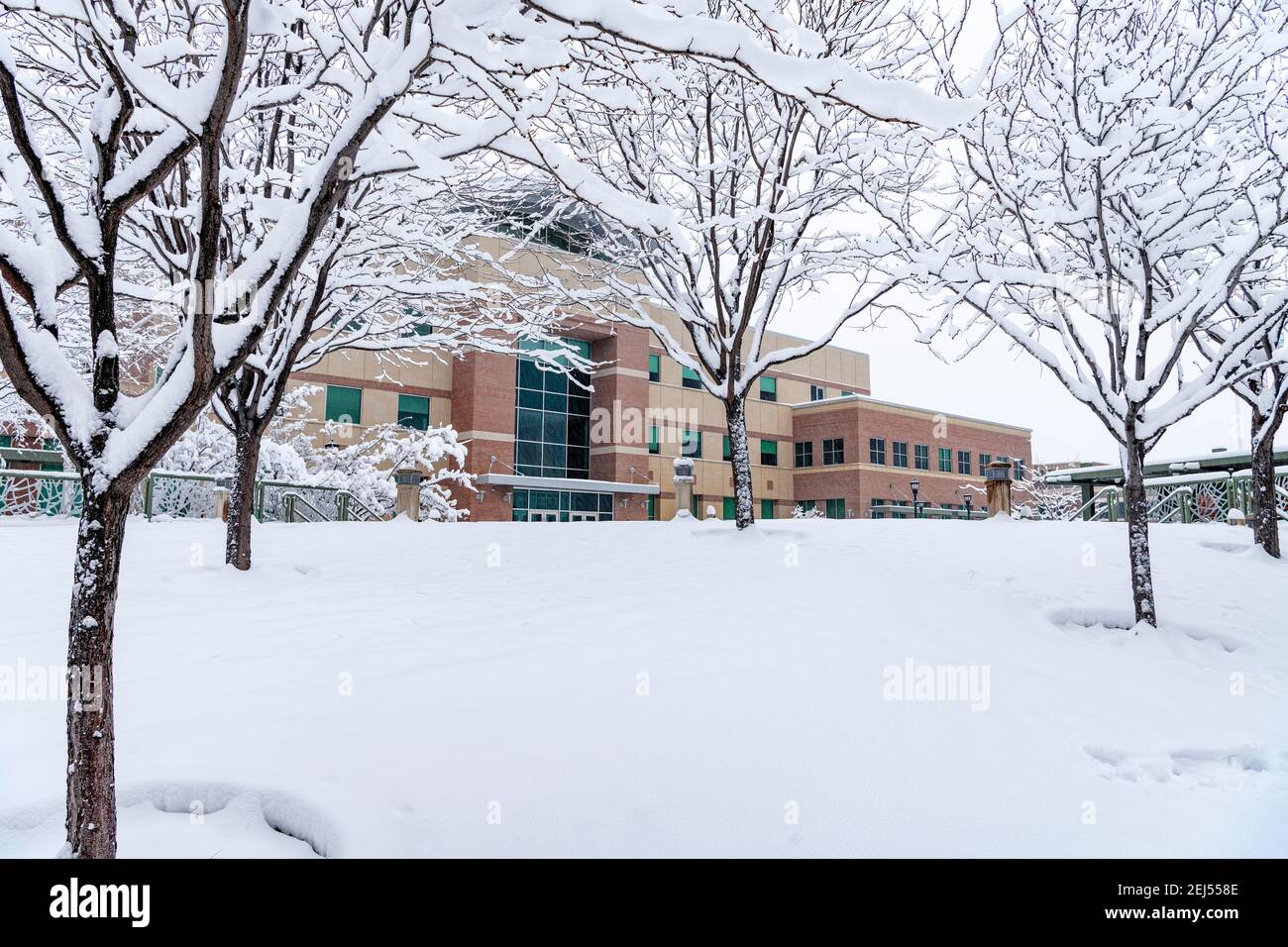 Snow falling on Meridian Idaho in and on trees Stock Photo - Alamy