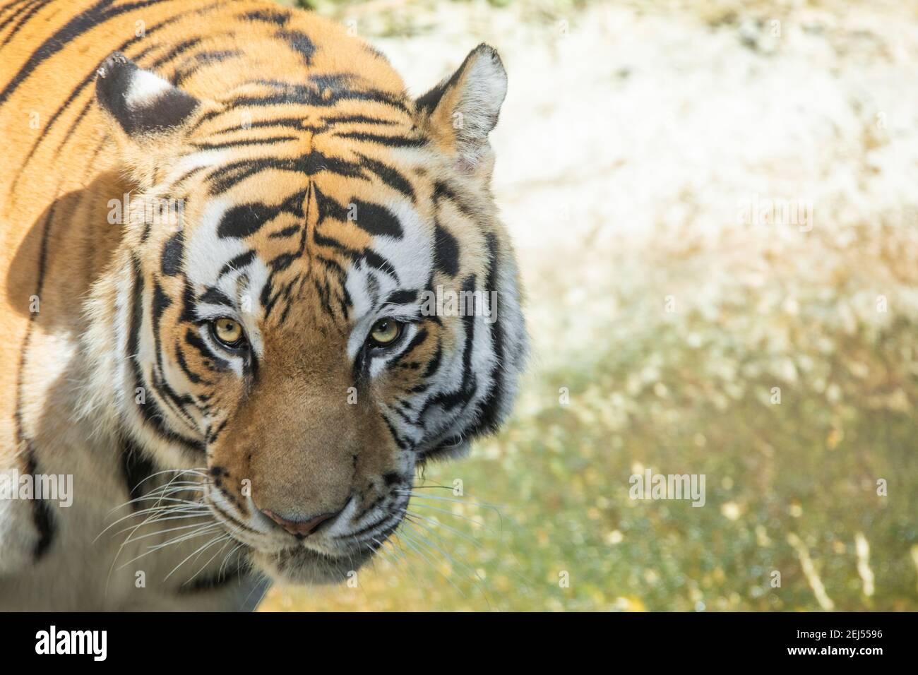 Face tigre tiger panthera tigris india Stock Photo - Alamy
