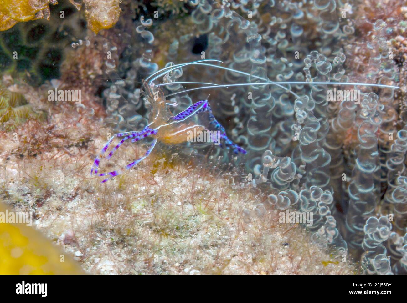 Ancylomenes pedersoni, sometimes known as Pederson's shrimp, is a ...