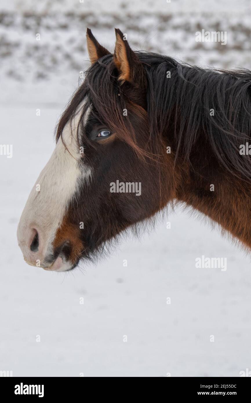 Bay horse blaze hi-res stock photography and images - Alamy