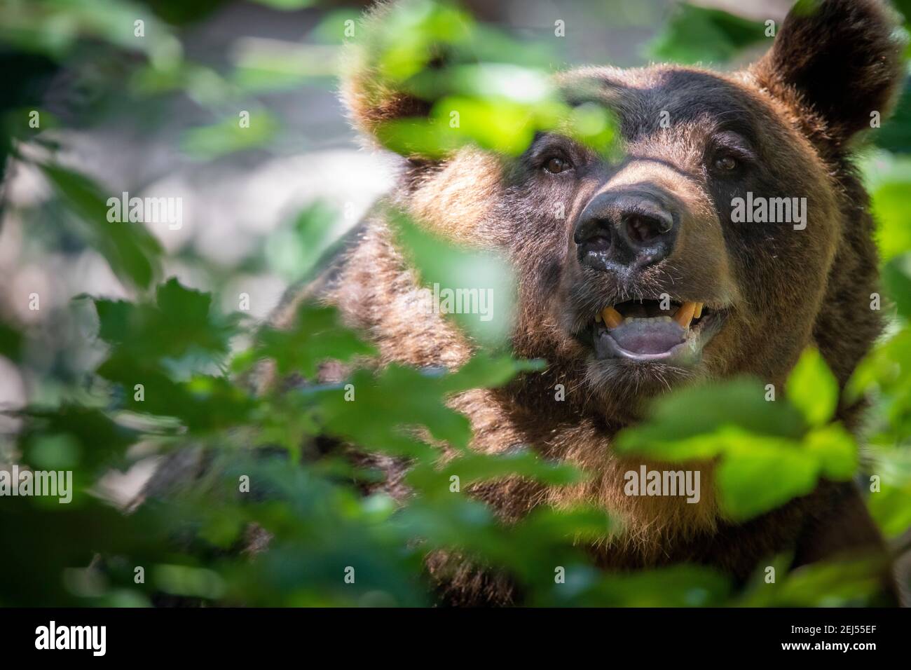 Sleep brown bear hi-res stock photography and images - Alamy