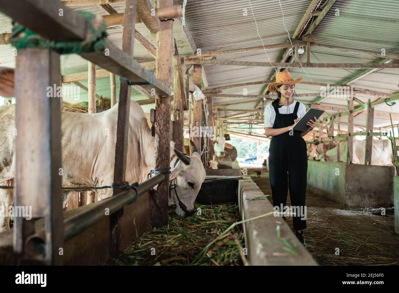 Cowgirl wearing a hat type on the tablet as she feeds the cows in a ...