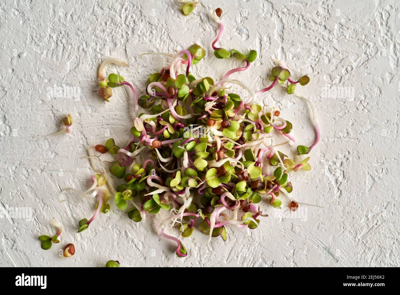 Cotyledon sprouts hi-res stock photography and images - Alamy