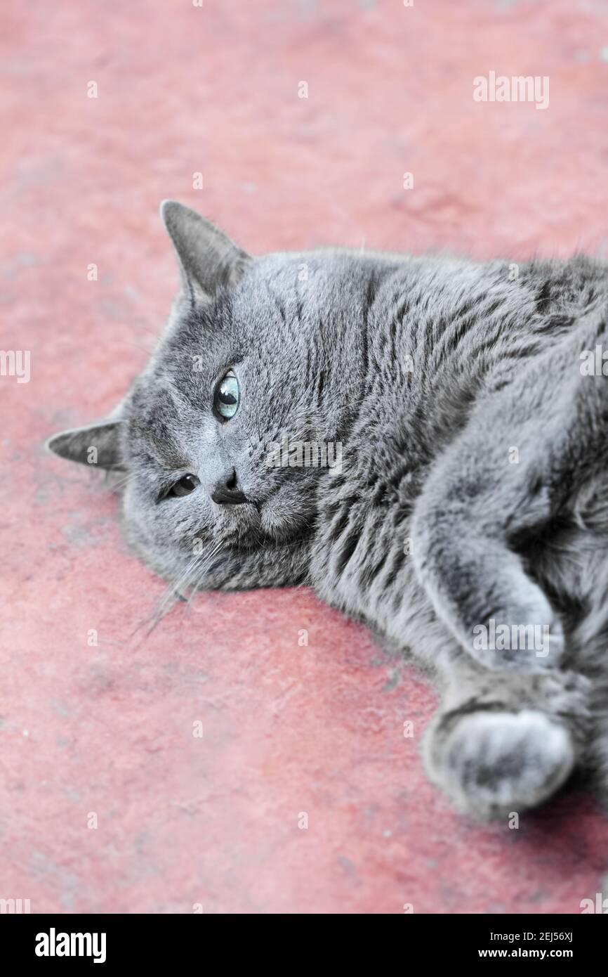 Real pretty adult grey cat is lying on red floor Stock Photo - Alamy