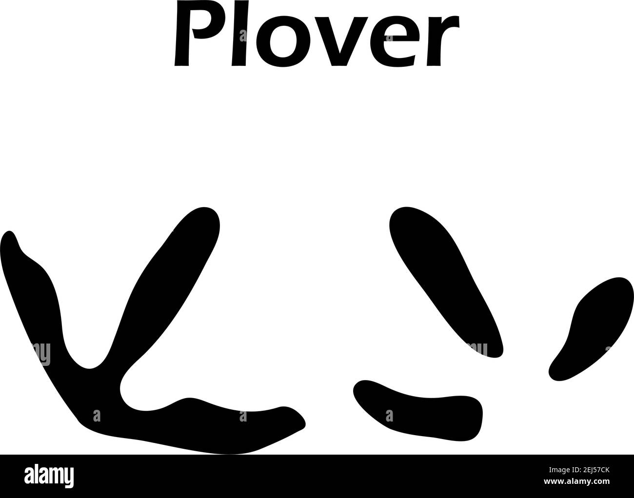 Piping plover Cut Out Stock Images & Pictures - Alamy