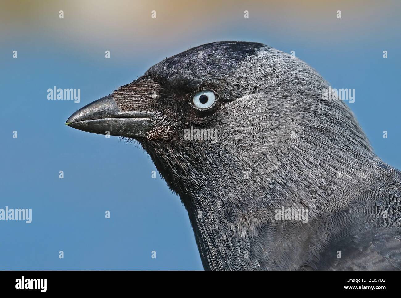 Uk jackdaw hi-res stock photography and images - Alamy